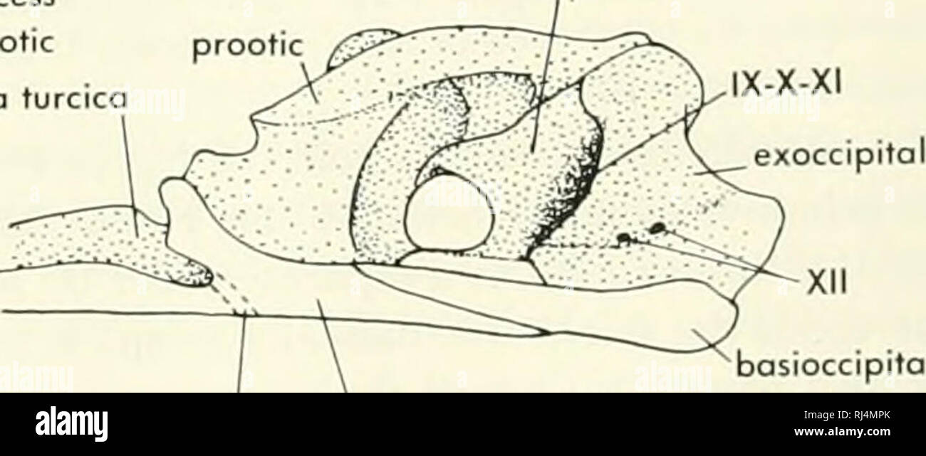 . Chordate morphology. Morphology (Animals); Chordata. basipterygoid ...