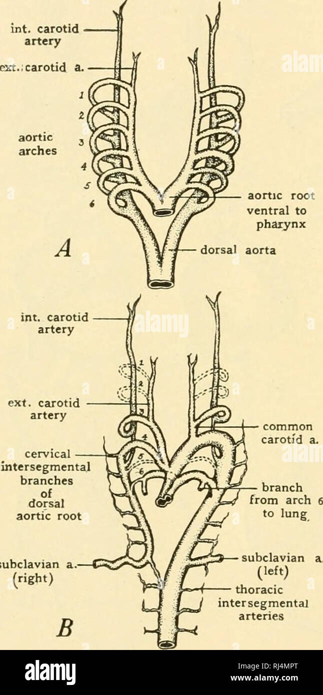 . Chordate anatomy. Chordata; Anatomy, Comparative. 282 CHORDATE ...
