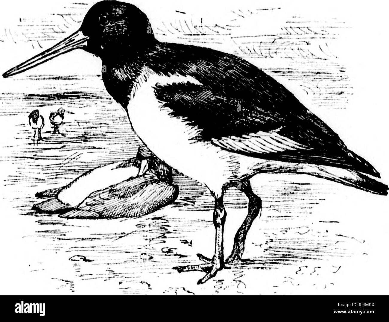 Neek hi-res stock photography and images - Alamy