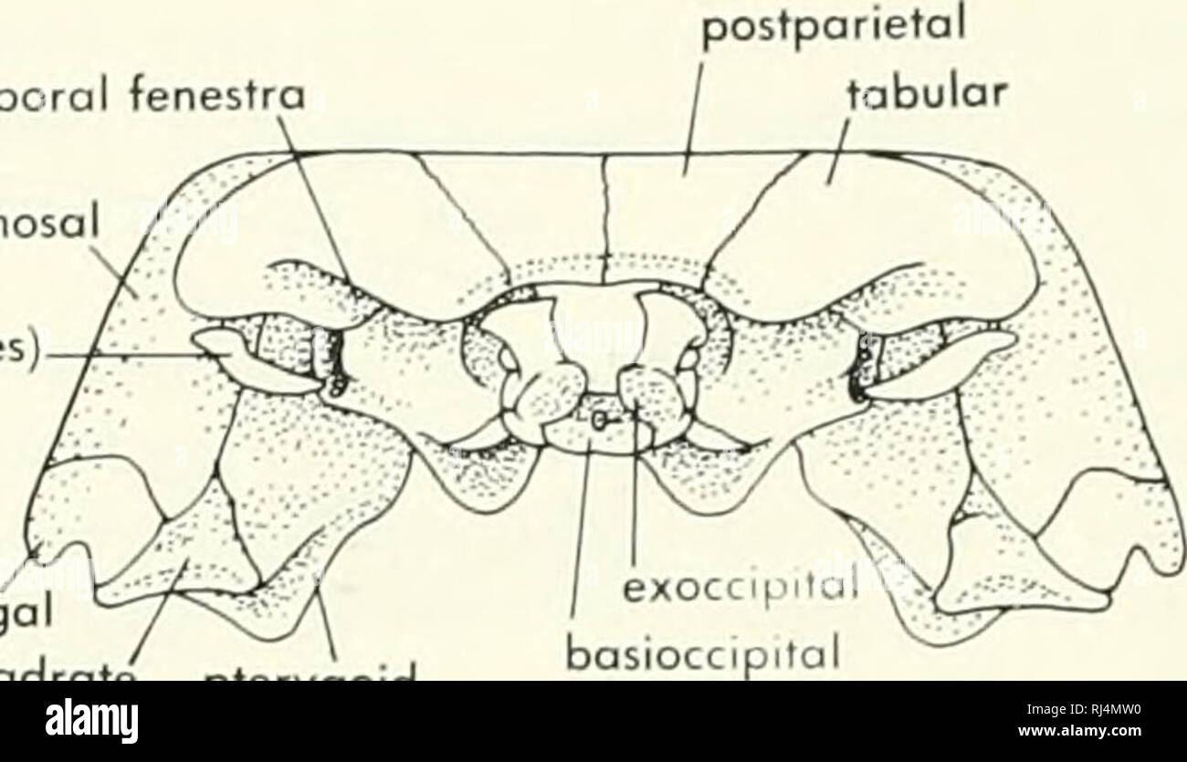 Pterygoid canal hi-res stock photography and images - Alamy