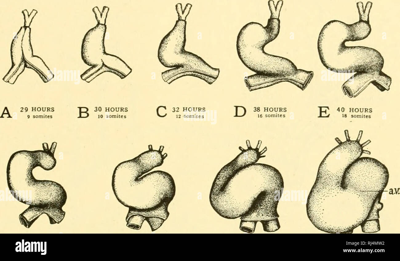 . Chordate anatomy. Chordata; Anatomy, Comparative. THE VASCULAR SYSTEM ...