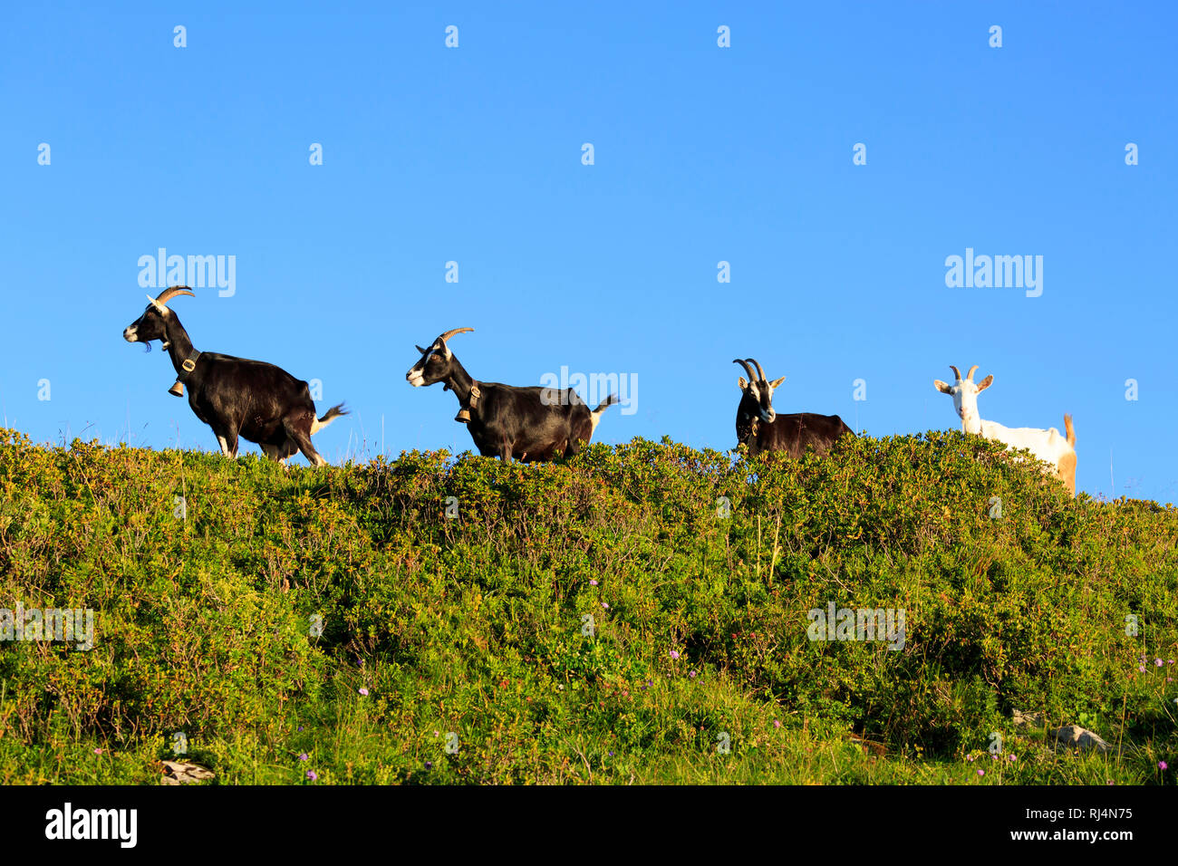 Bergziegen, Gemsfarbige Gebirgsziege, Gemmenalphorn, Beatenberg, Berner ...