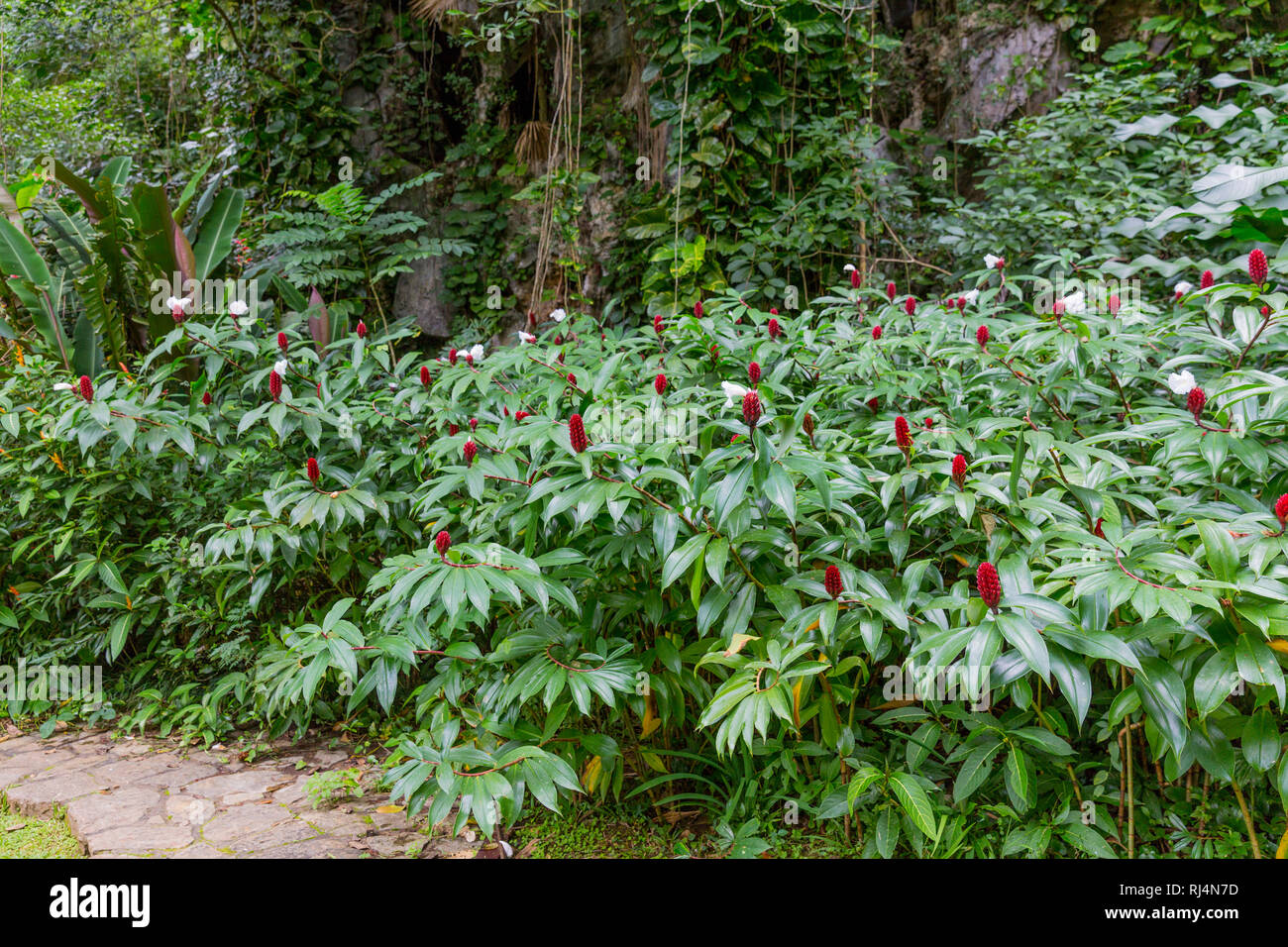Crepe ginger cheilocostus speciosus hi-res stock photography and images ...