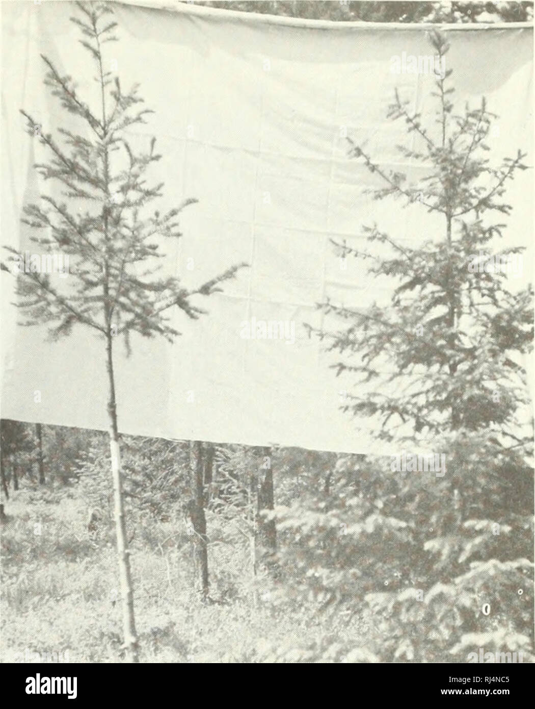 100 foot fir trees hi-res stock photography and images - Alamy