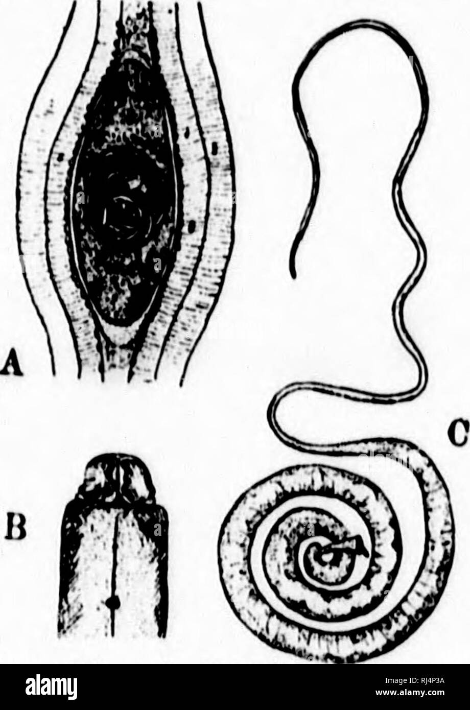 . A textbook of invertebrate morphology [microform]. Invertebrates ...