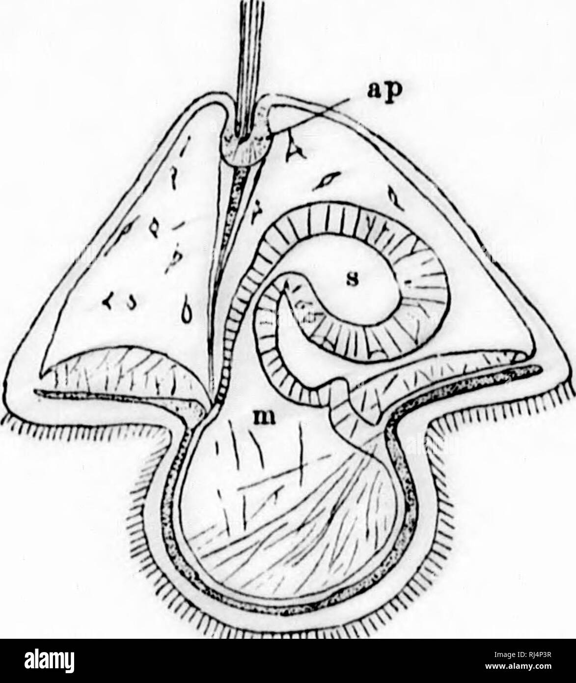 . A textbook of invertebrate morphology [microform]. Invertebrates ...