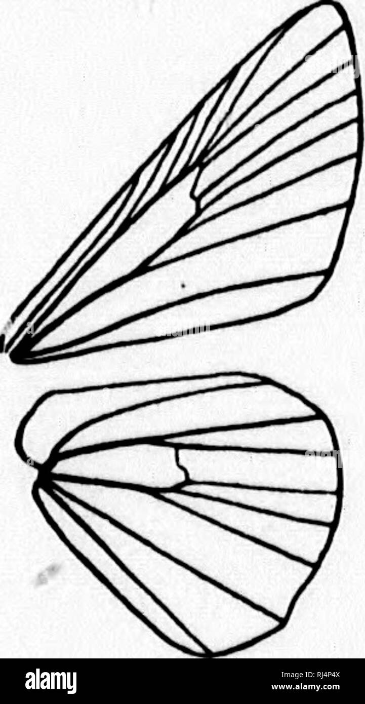 . The butterfly book [microform] : a popular guide to a knowledge of ...