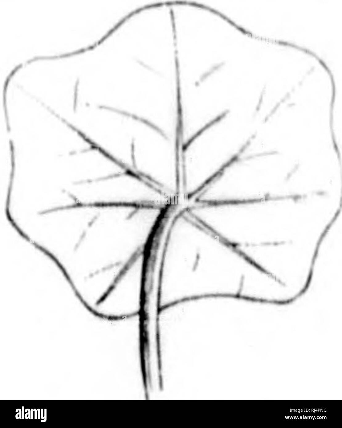 Peltate leaves Black and White Stock Photos & Images - Alamy