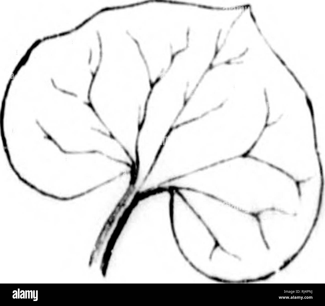 Peltate Leaves Black and White Stock Photos & Images - Alamy