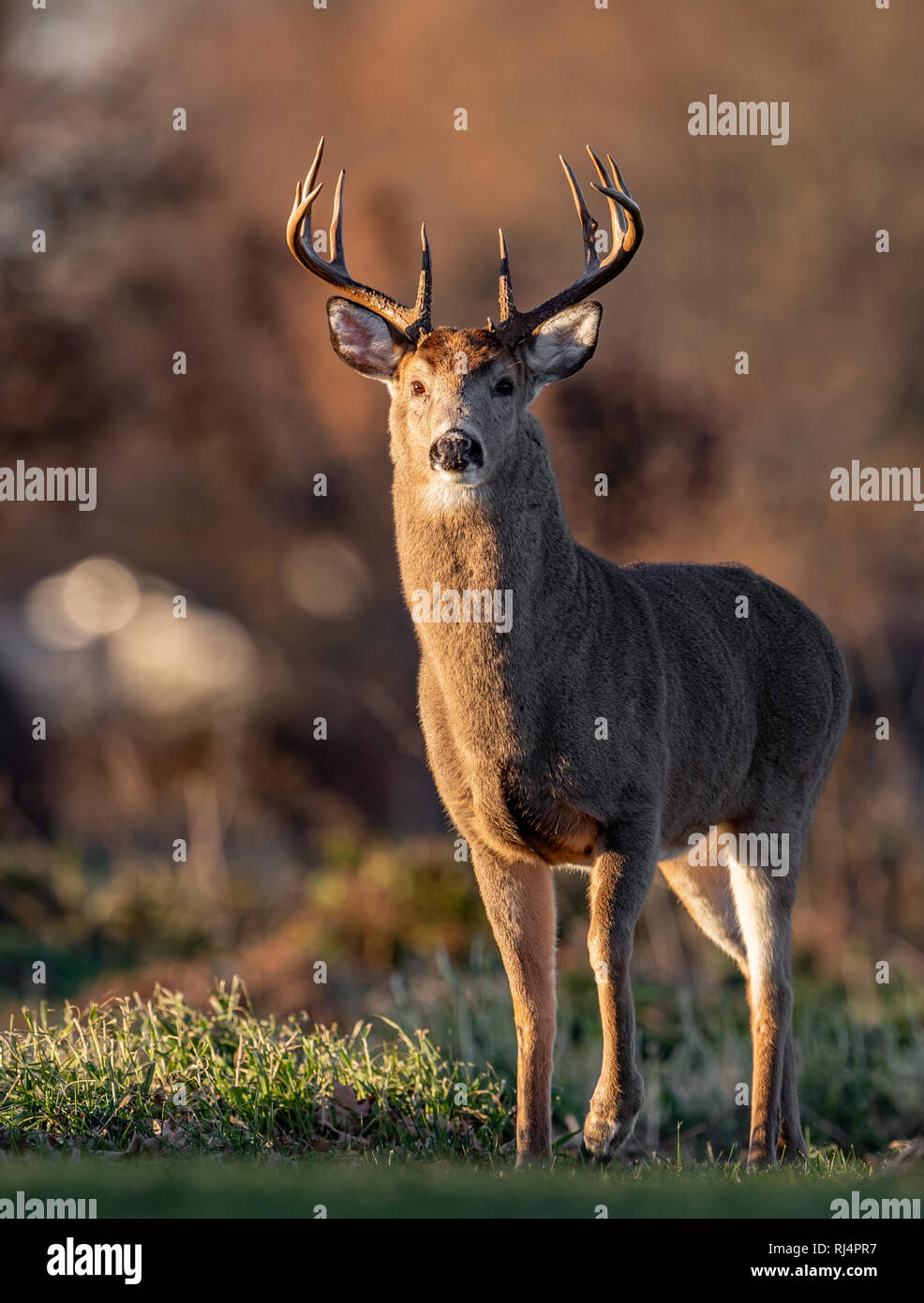 Deer in the meadow Stock Photo - Alamy