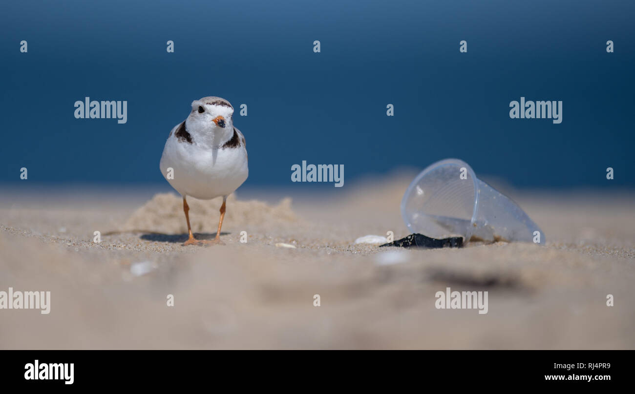 Piping plover fly hi-res stock photography and images - Alamy