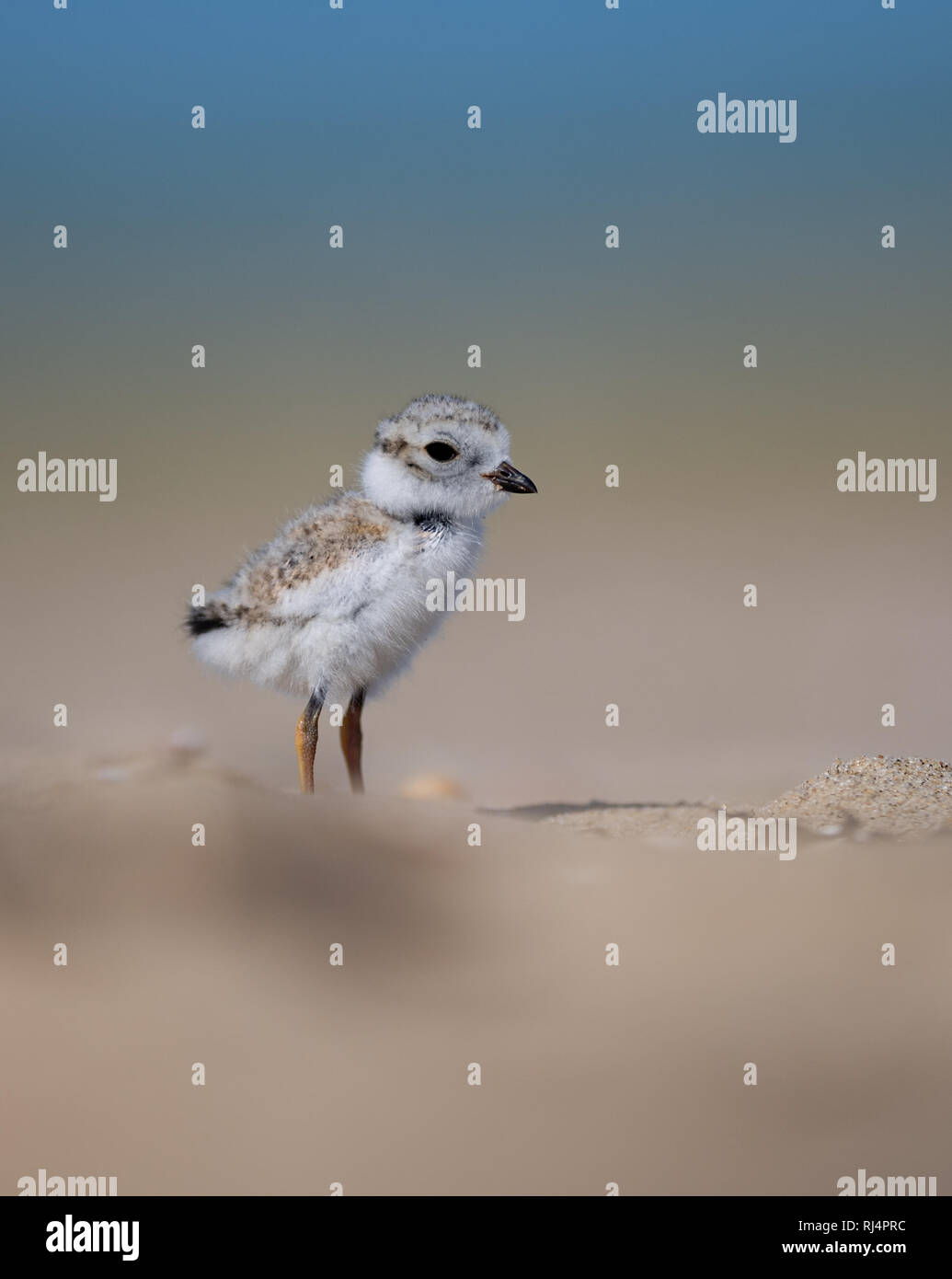 Piping plover fly hi-res stock photography and images - Alamy