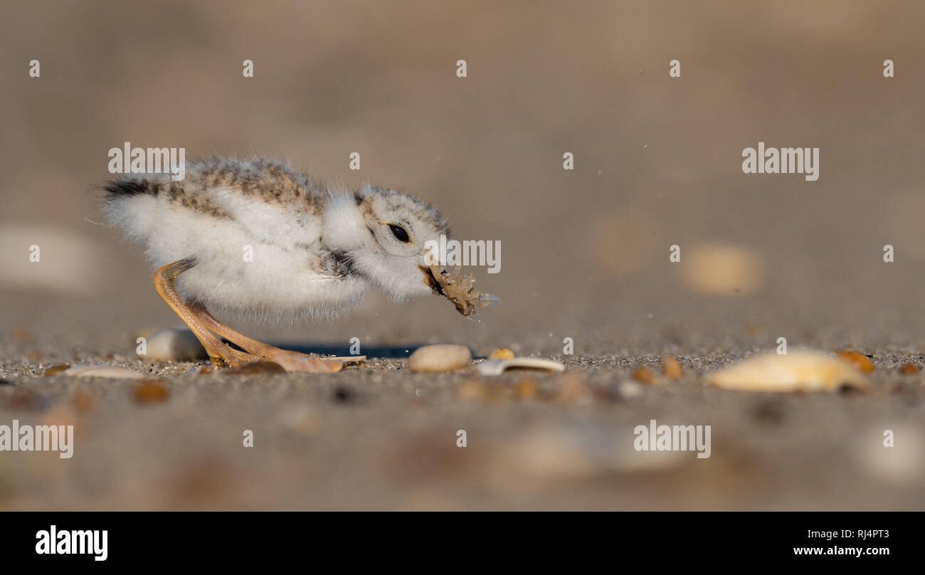 Piping plover fly hi-res stock photography and images - Alamy