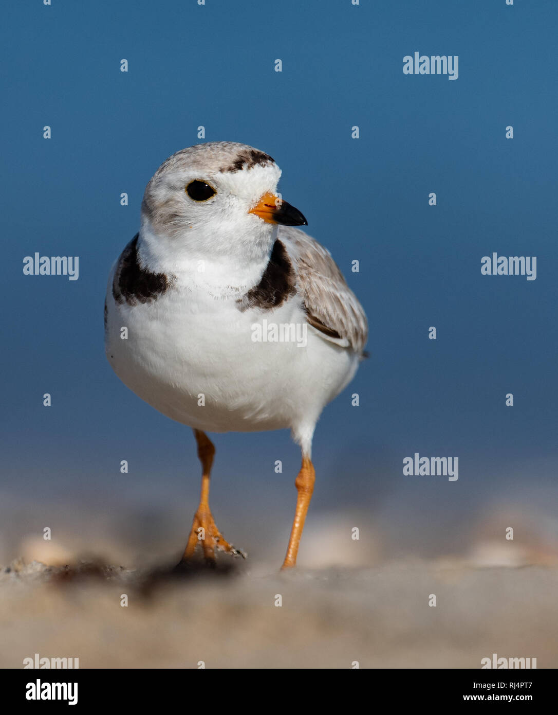 Baby plover hi-res stock photography and images - Alamy