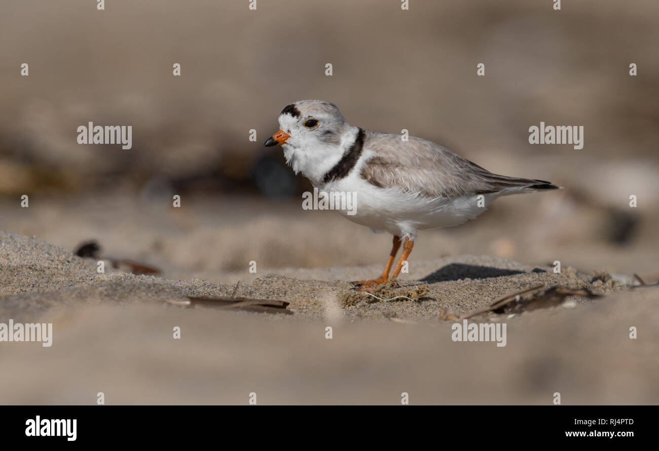 Piping plover fly hi-res stock photography and images - Alamy