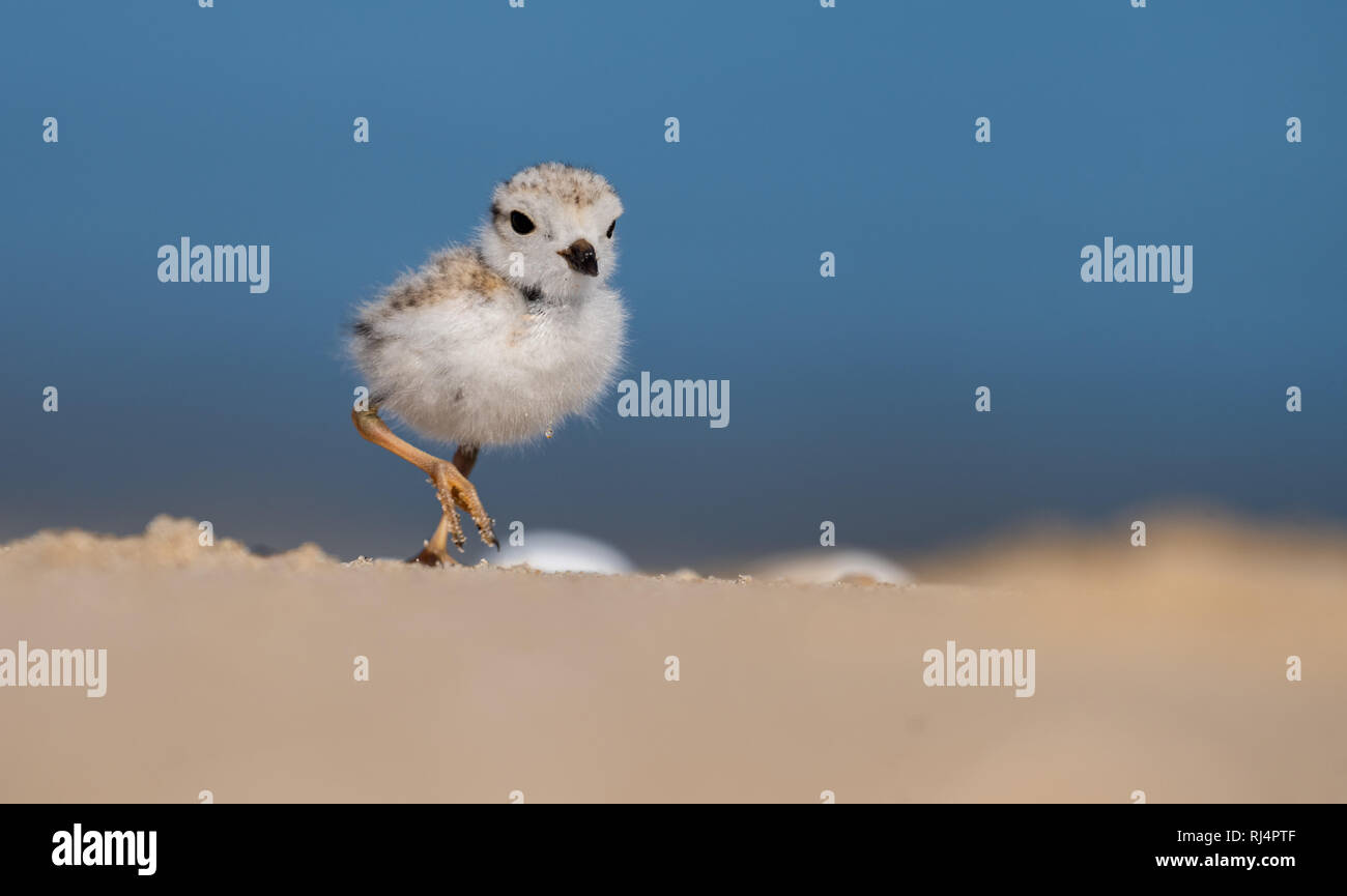 Piping plover fly hi-res stock photography and images - Alamy