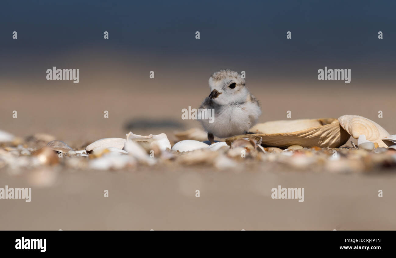 Piping plover fly hi-res stock photography and images - Alamy