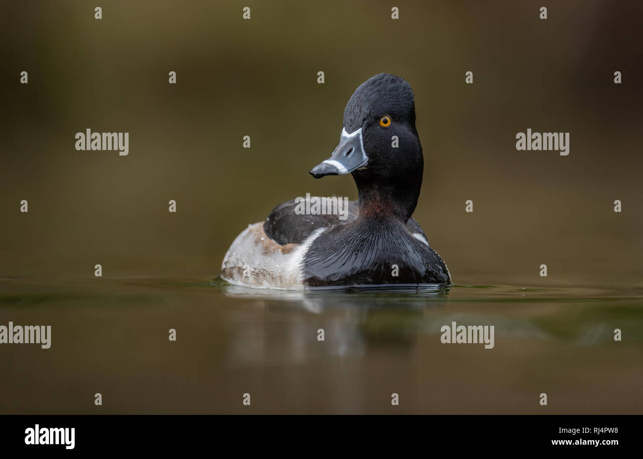 Ring necked duck hen hi-res stock photography and images - Alamy