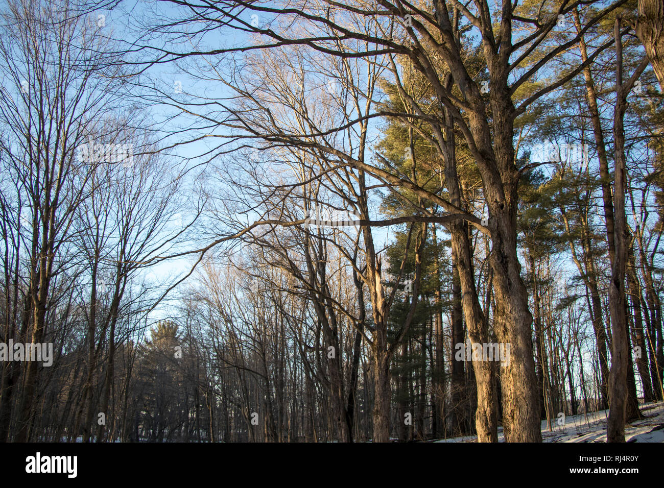 Tree's at the reservoir Stock Photo - Alamy