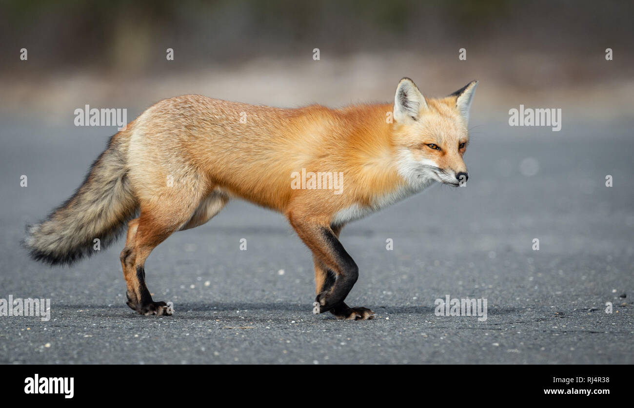 Red Fox Portrait Stock Photo - Alamy