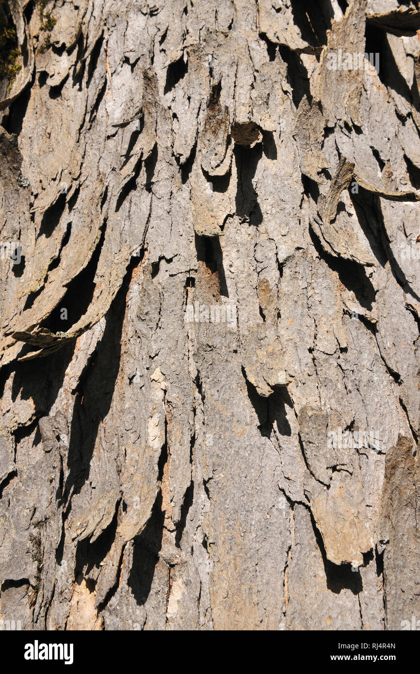 Baumrinde detail hi-res stock photography and images - Alamy