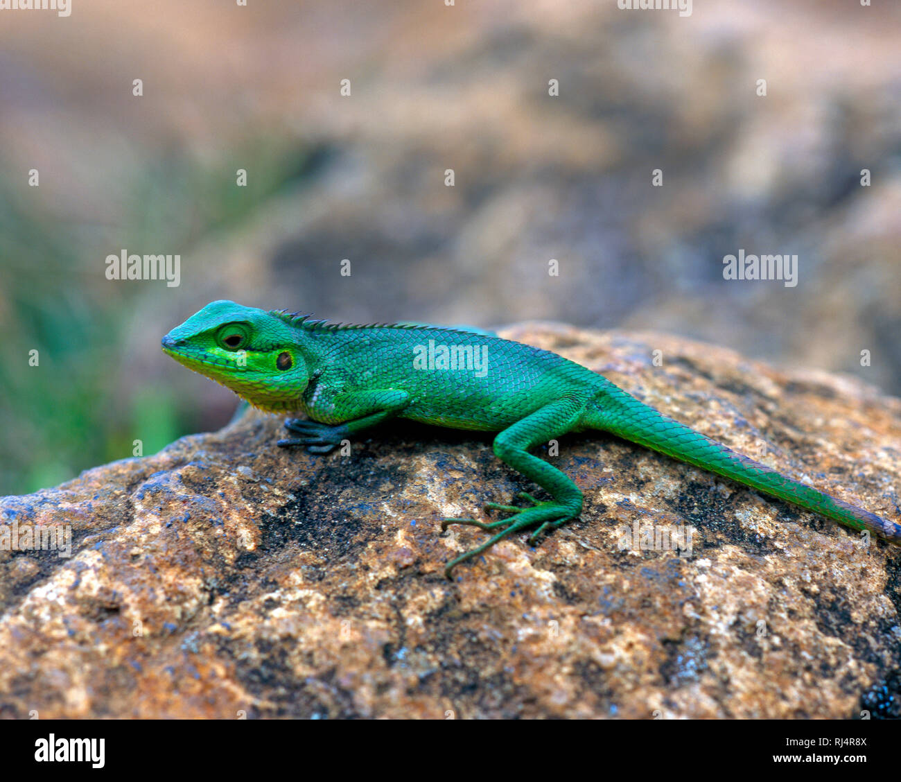 Agame hi-res stock photography and images - Alamy