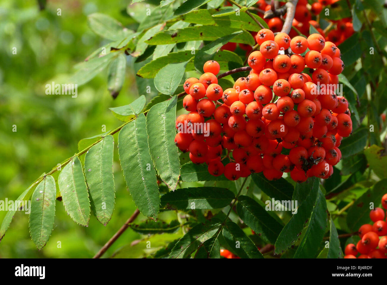 Eberesche, reife Beeren, Sorbus aucuparia Stock Photo - Alamy