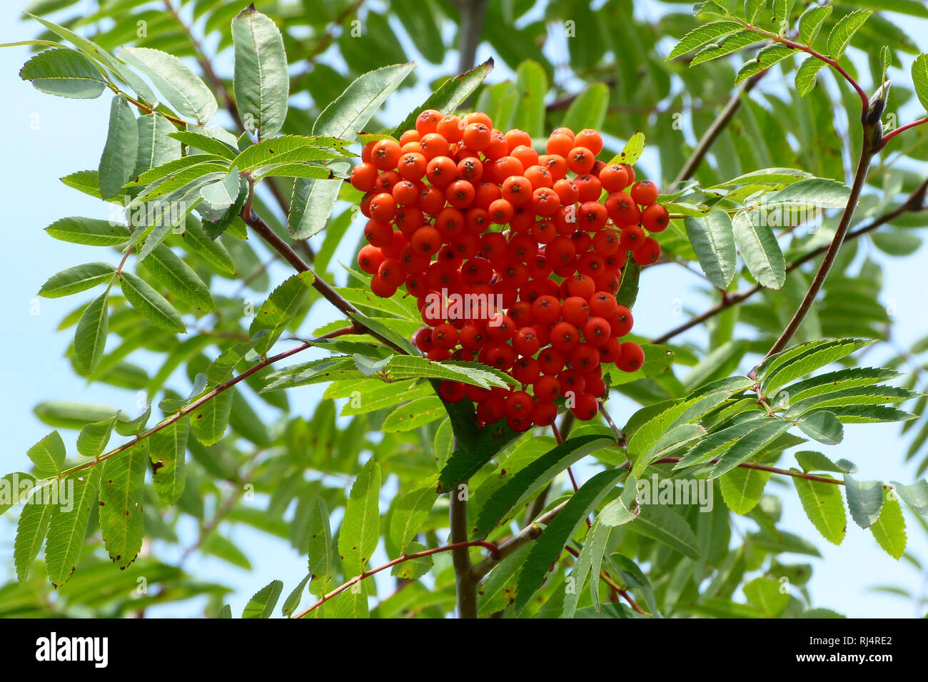 Eberesche, reife Beeren, Sorbus aucuparia Stock Photo - Alamy