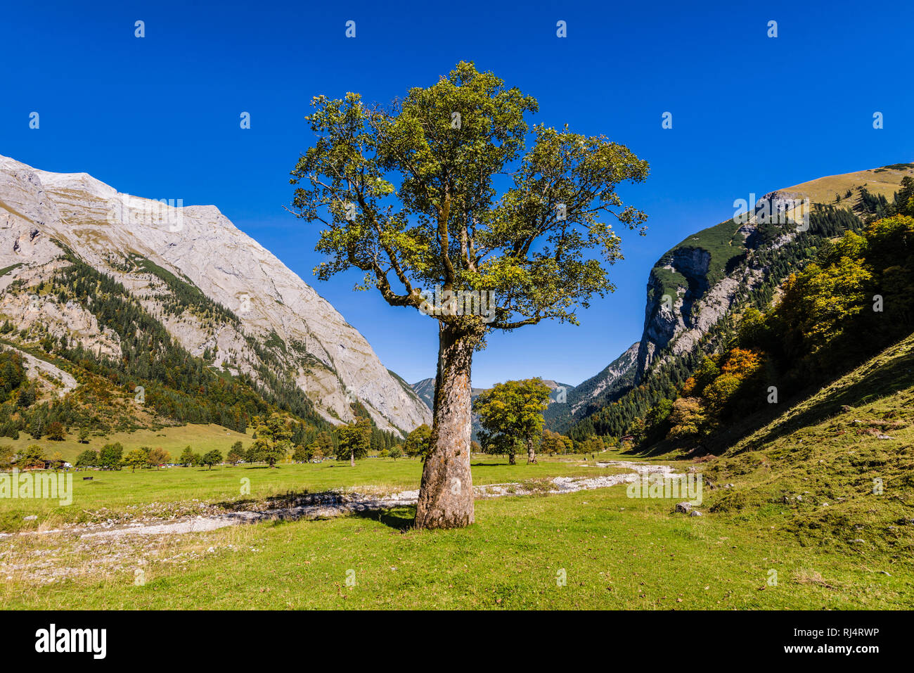 Eng gebirge karwendel herbst alpenpark baum hi-res stock photography ...