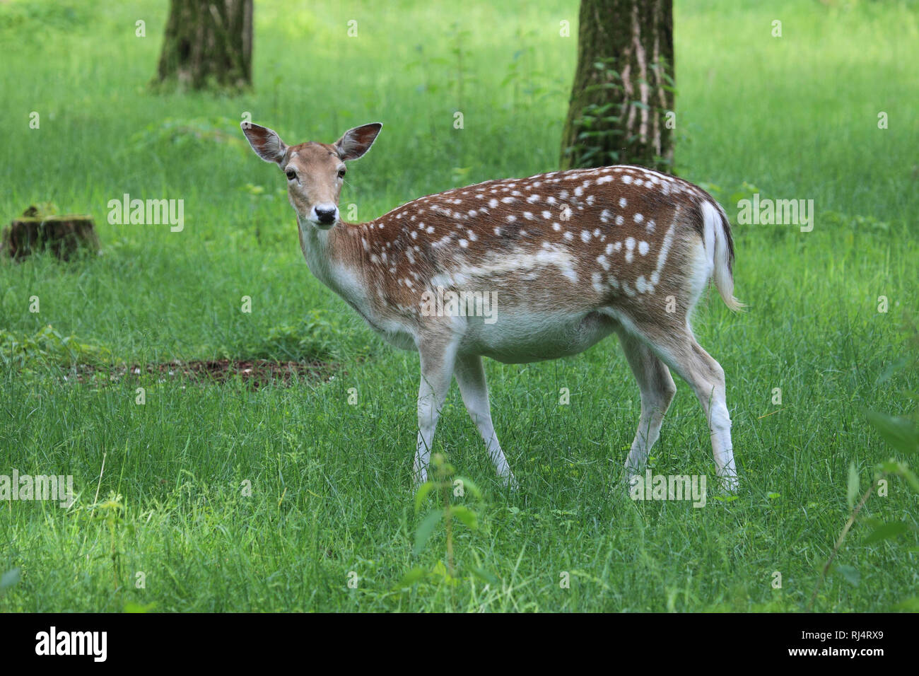 Damwild Weibchen, Dama dama Stock Photo - Alamy