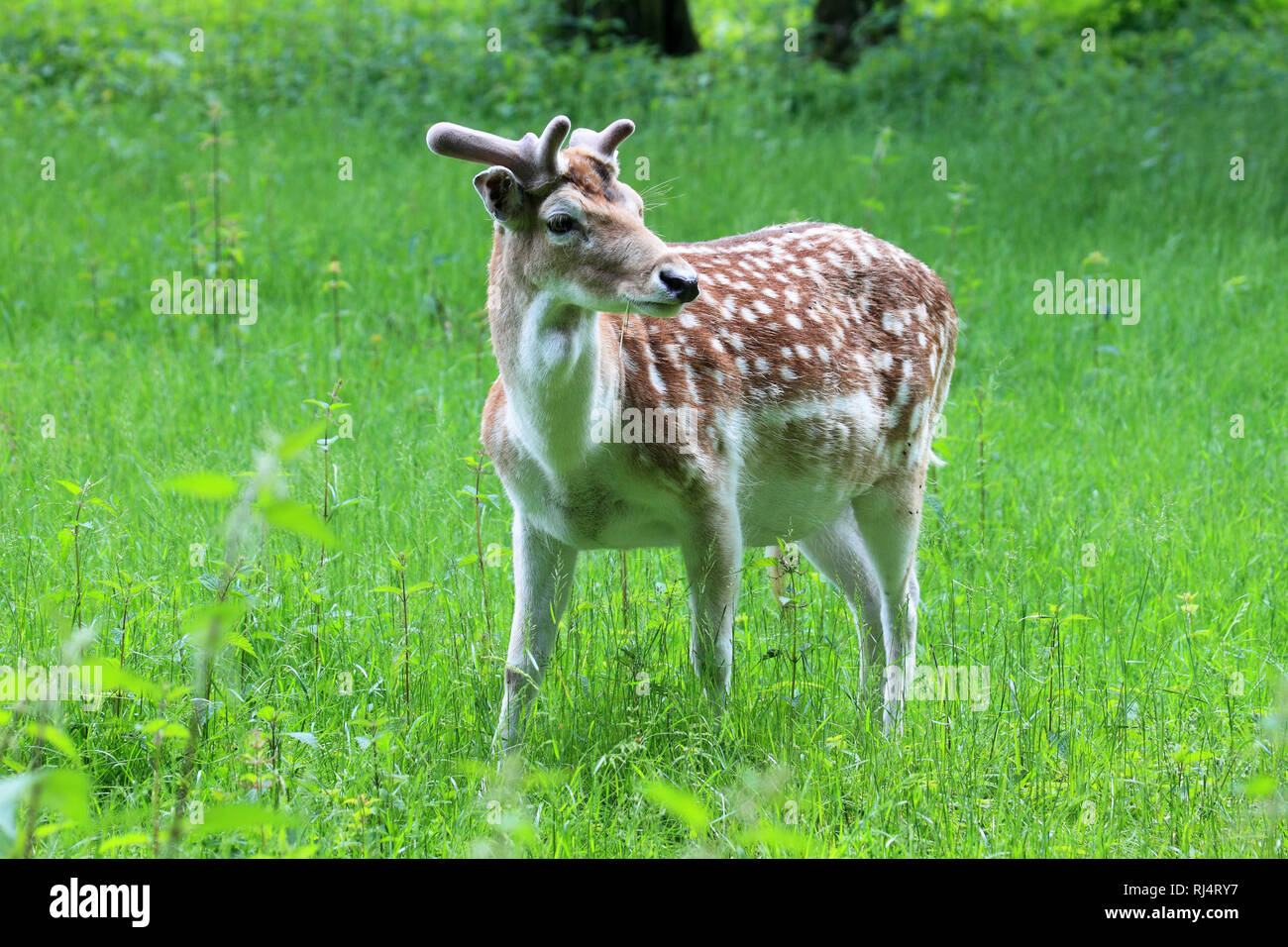 Hirsch damhirsch hi-res stock photography and images - Alamy