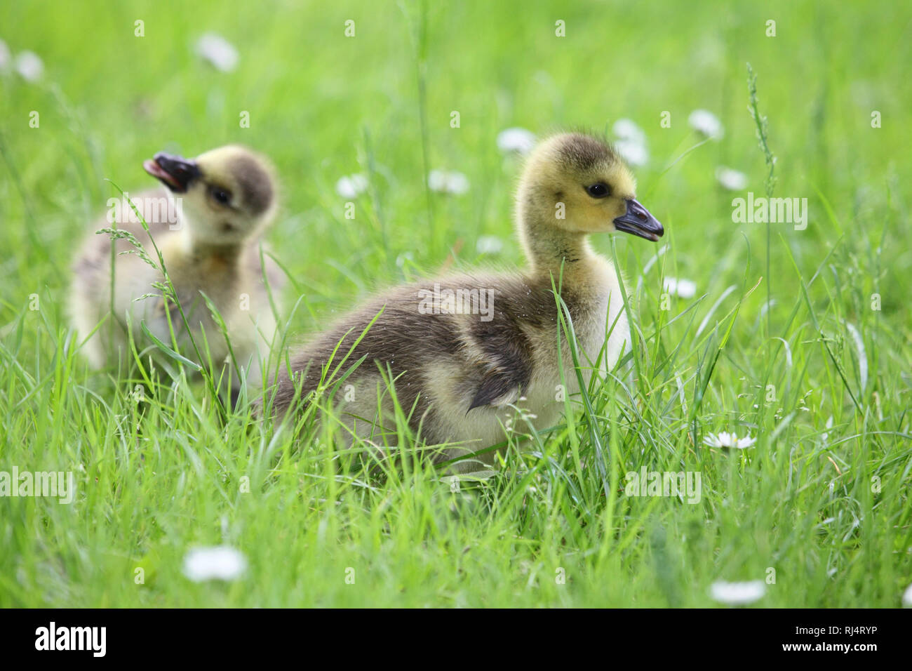 Junge gans hi-res stock photography and images - Alamy