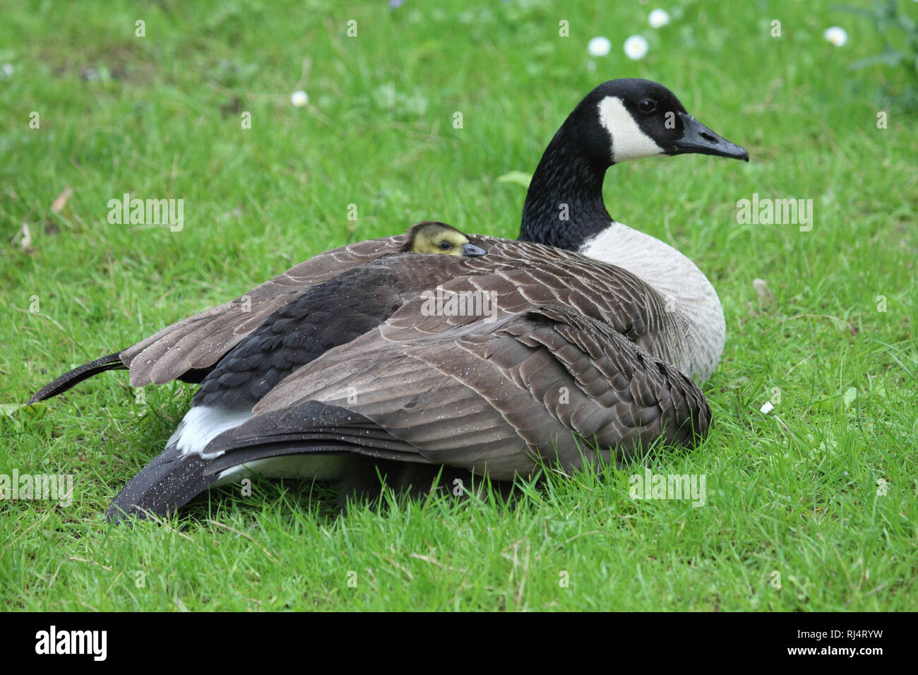 Kanadagans mit Jungtier auf dem R?cken, Branta canadensis Stock Photo ...