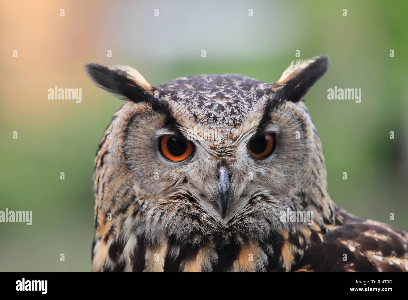 Deutschland bubo bubo hi-res stock photography and images - Alamy