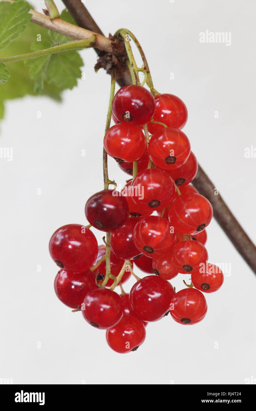 Rote johannisbeeren hi-res stock photography and images - Alamy