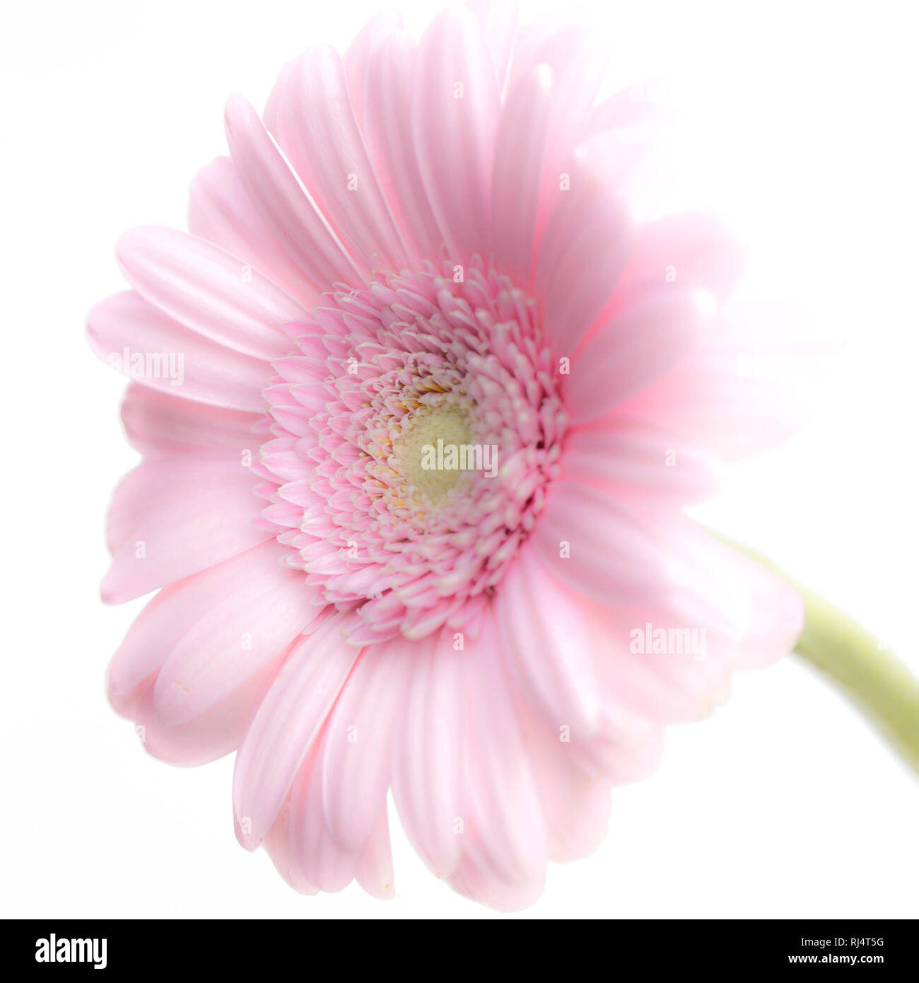 Gerbera in Rosa Stock Photo - Alamy