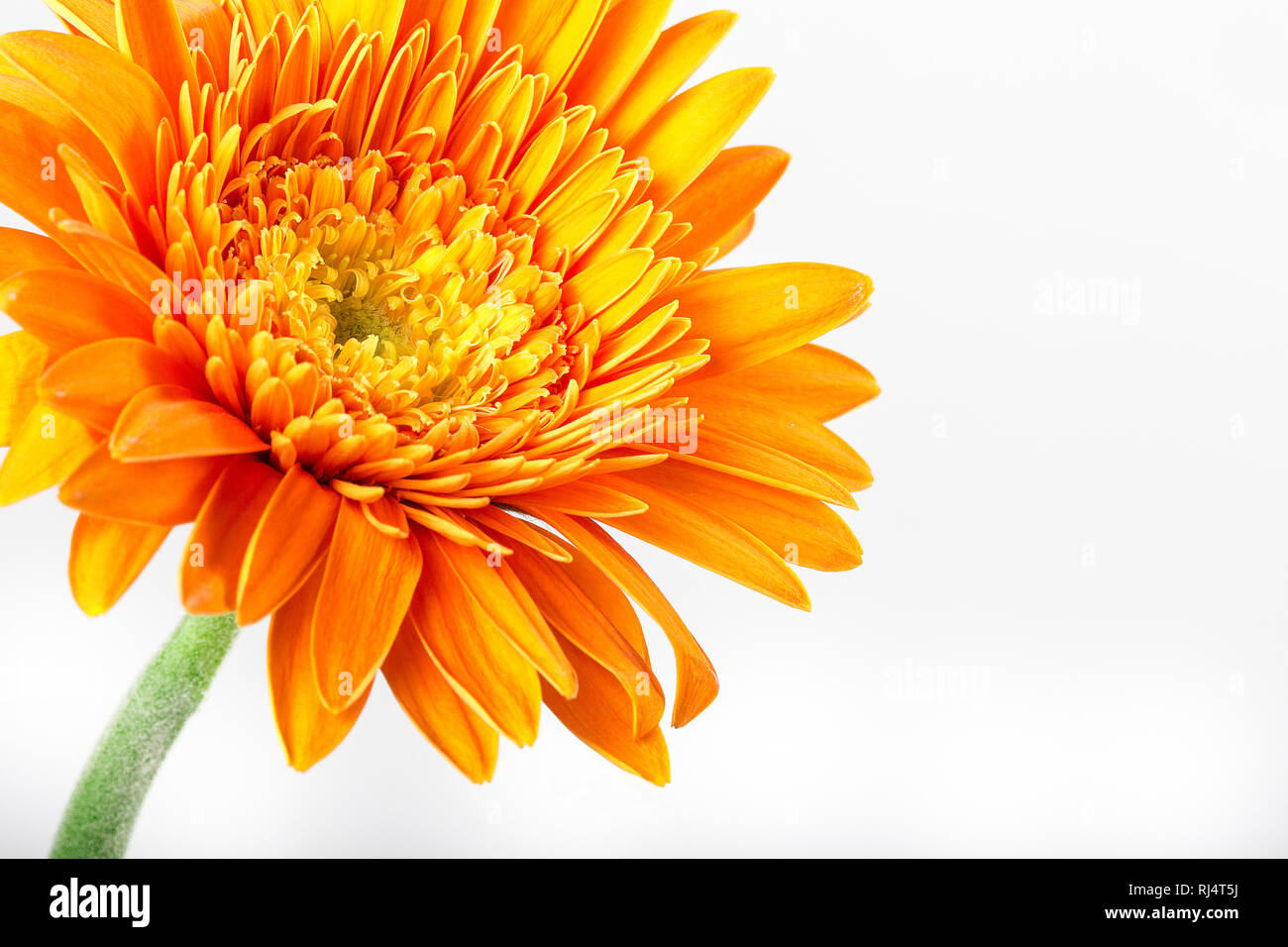 Gerbera in Orange Stock Photo - Alamy