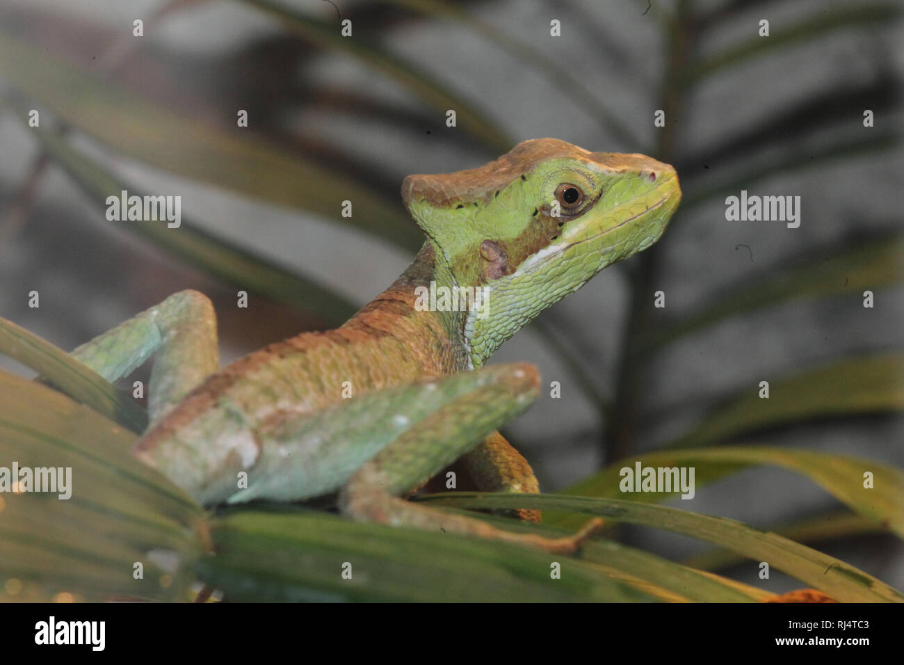 Laemanctus longipes hi-res stock photography and images - Alamy