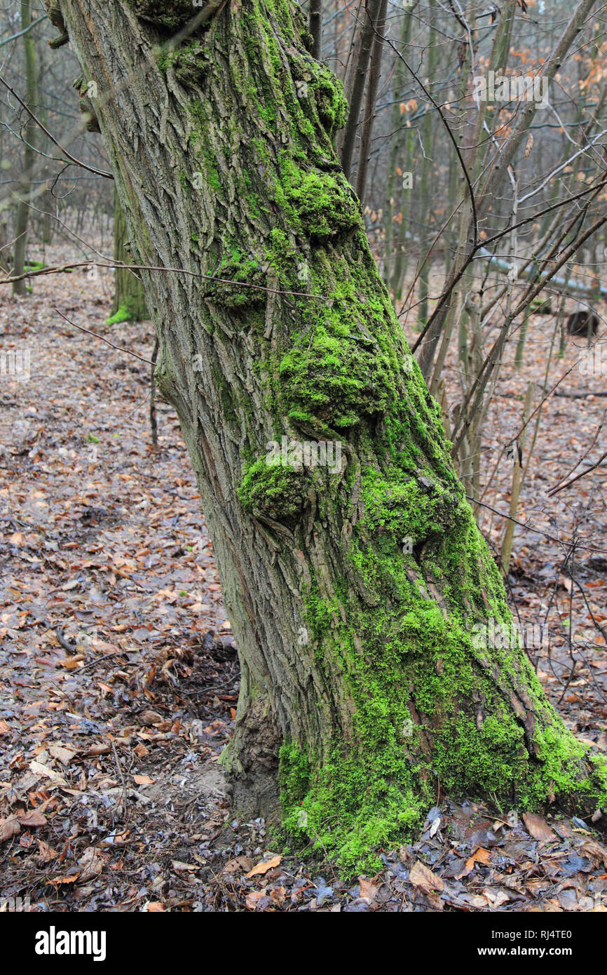Baum mit hi-res stock photography and images - Alamy