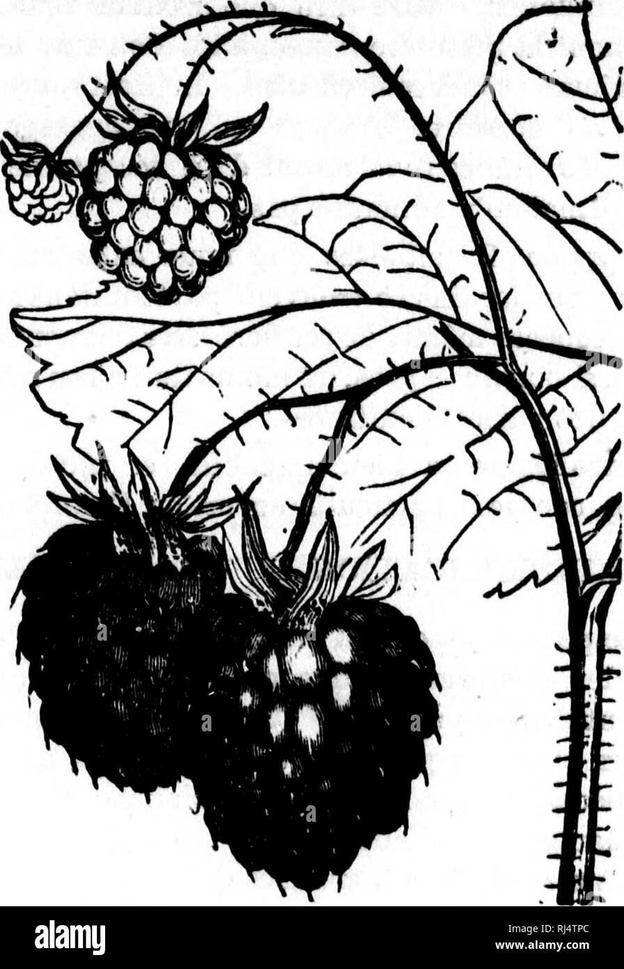 Framboisier rouge hi-res stock photography and images - Alamy