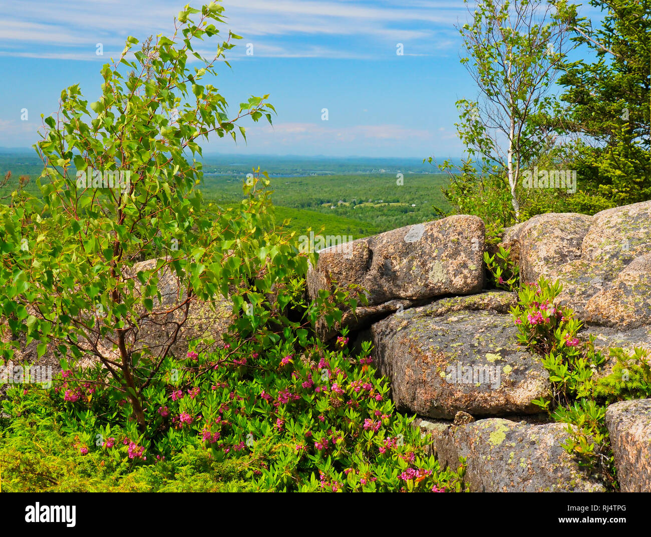 Sheep Laurel, Giant Slide Loop Carriage Road, Acadia National Park ...