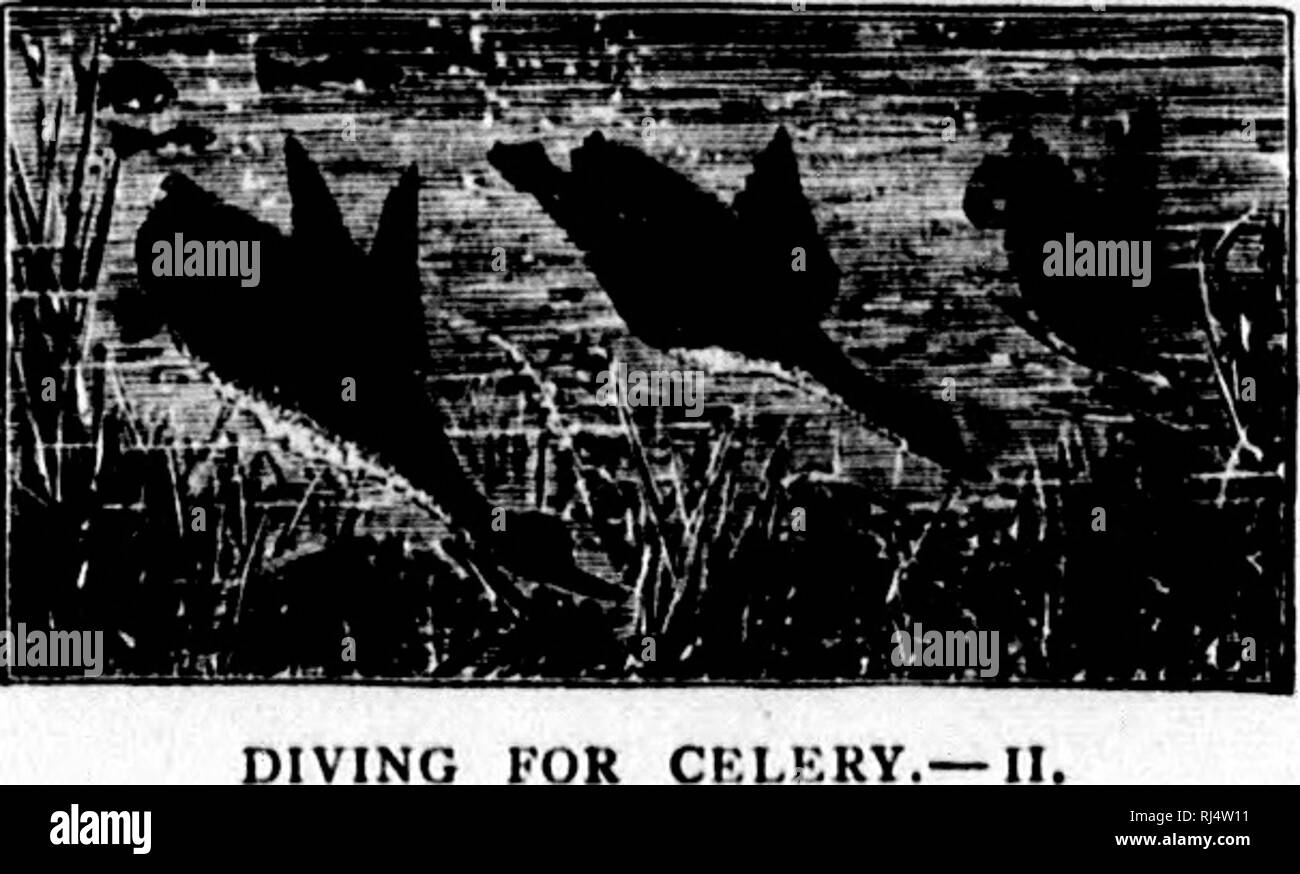 Good Diving Form High Resolution Stock Photography and Images - Alamy