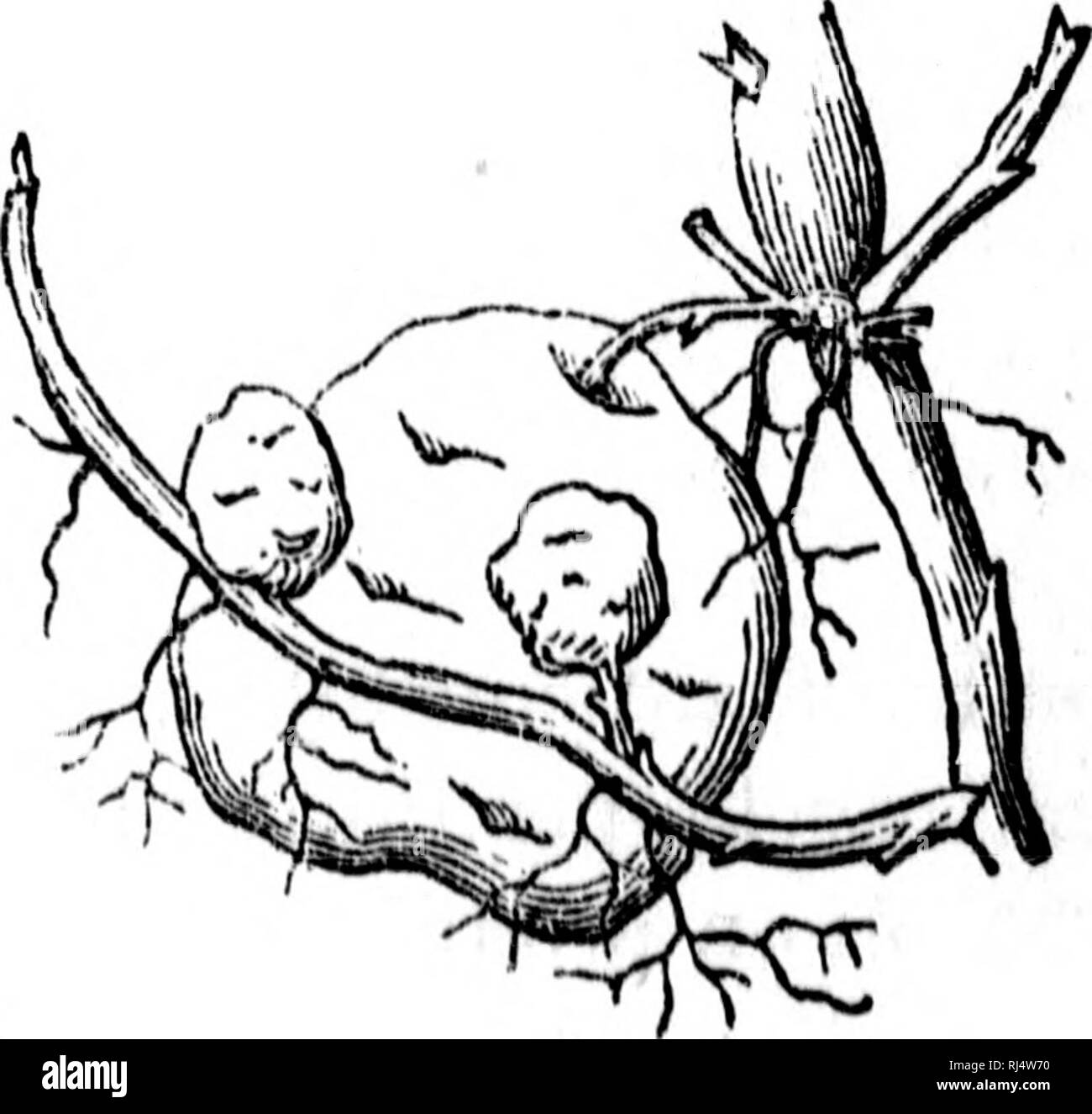 Plantes charnues et charnues Cut Out Stock Images & Pictures - Alamy