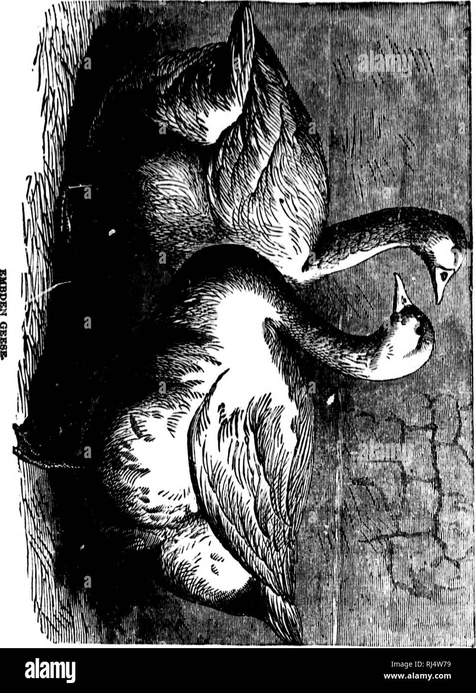 Ire tree Black and White Stock Photos & Images - Alamy