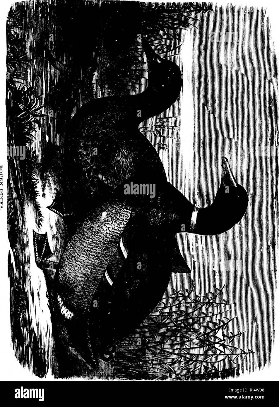 . The illustrated stock doctor and live-stock encyclopedia [microform ...