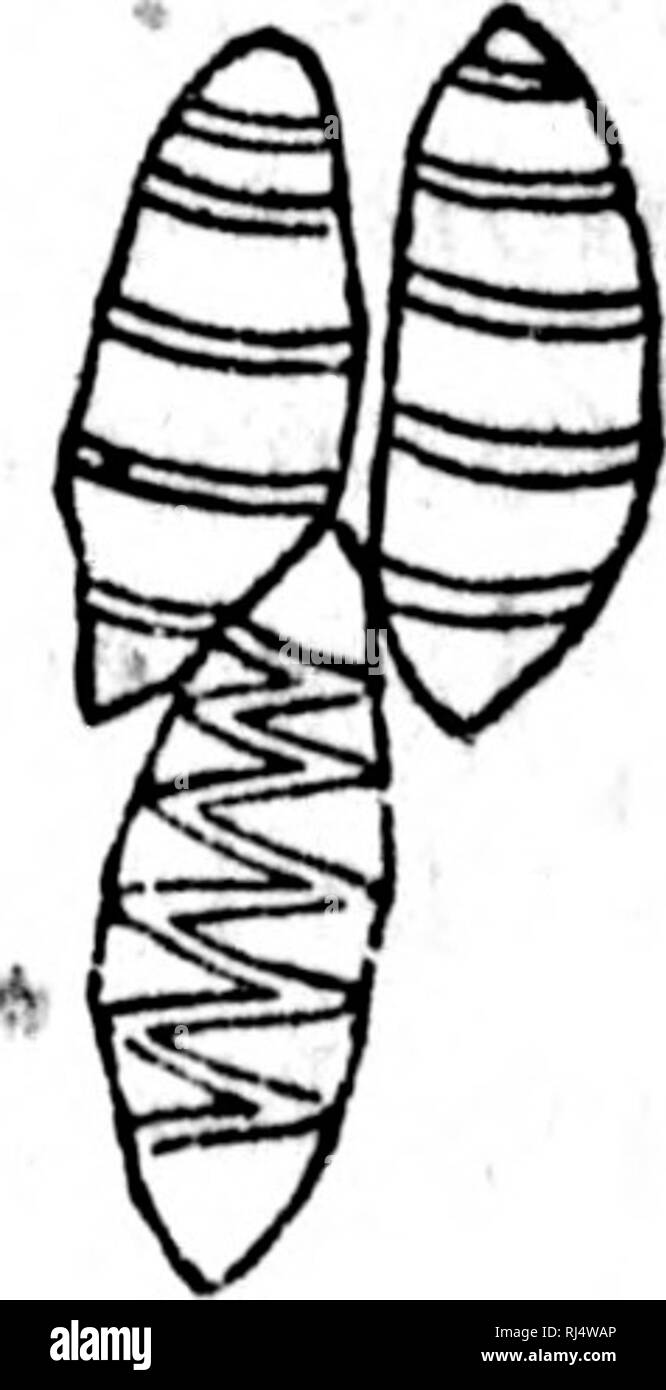 Enveloppe de membrane Cut Out Stock Images & Pictures - Alamy