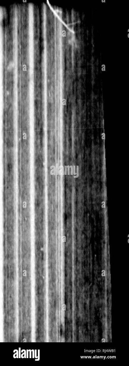 . The illustrated stock doctor and live-stock encyclopedia [microform ...