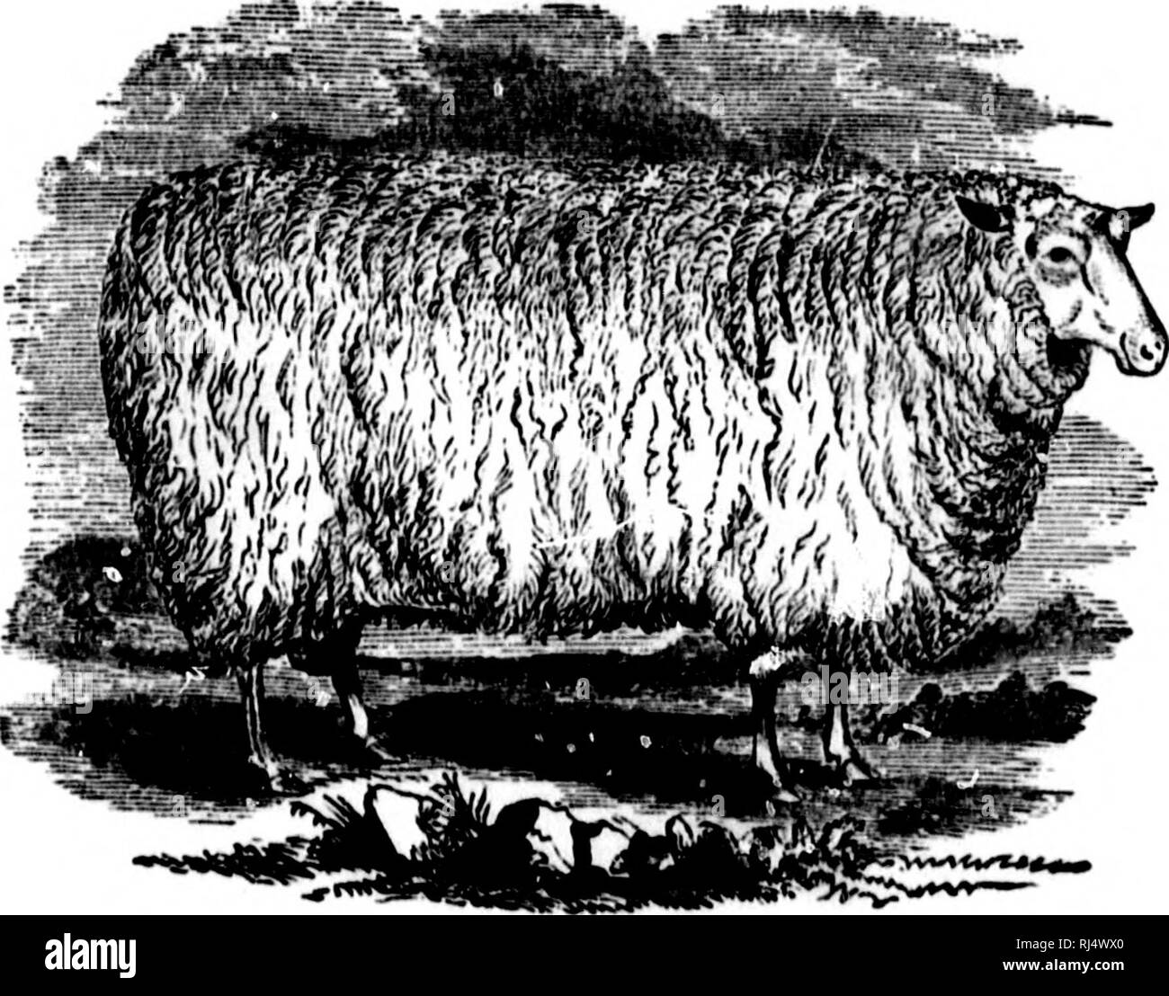 . The illustrated stock doctor and live-stock encyclopedia [microform ...