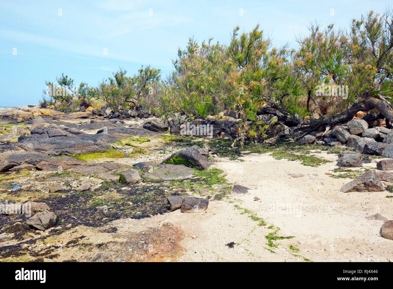 Krummholz zwischen Granitbl?cken Stock Photo - Alamy