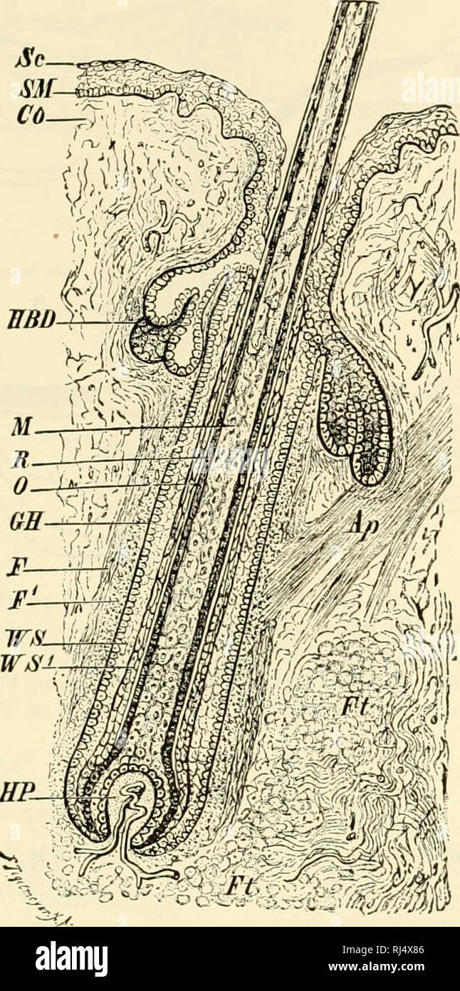 . The chordates. Chordata. Mammalia: Skin, Muscles, Skeleton Sch 575 ...